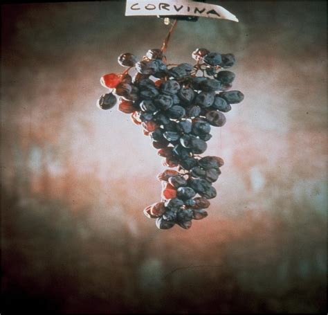 Amarone Uno Dei Vini Più Importanti Che L Italia Produce Uva Corvina