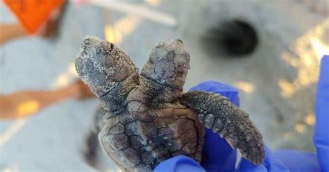 Polycephaly Why Some Animals Are Born With Two Heads Flipscience