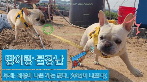 달농장vlog 빵이한테 물장난 하기 세상에 나쁜개는 없다 주인이 나쁘다 Youtube