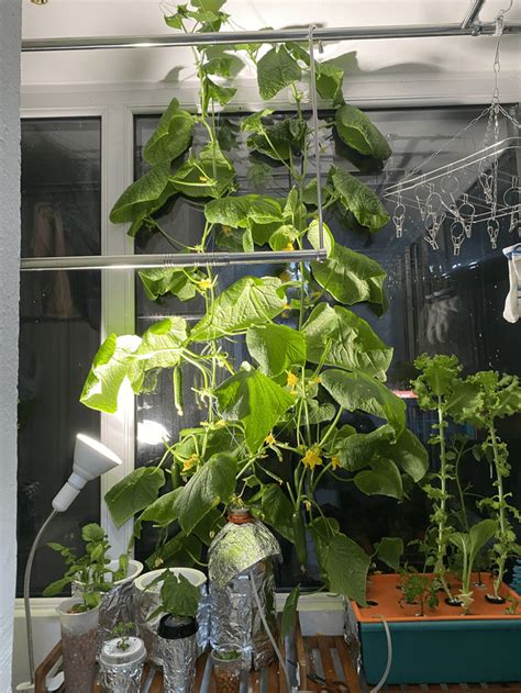 My Hydroponic Cucumber R Hydroponics