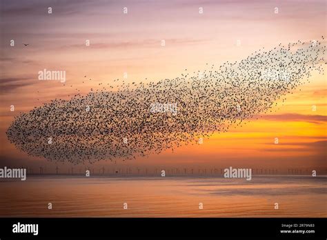 A Flock Of Starlings Swarming In A Murmuration Formation Around