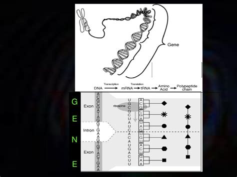 Variable Number Tandem Repeats