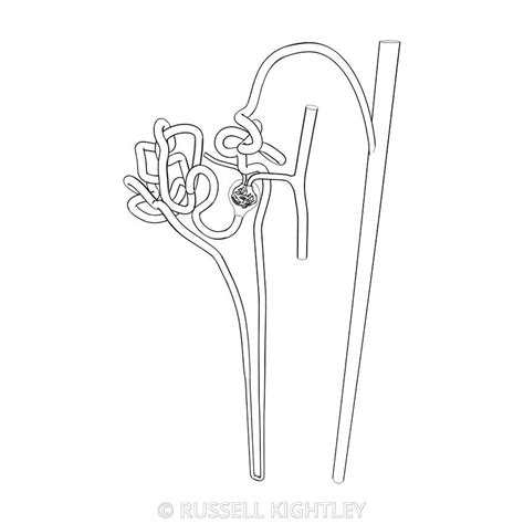 Nephron Coloring Sheet Coloring Pages