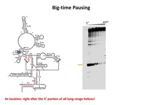 Ppt Rna Folding During Transcription Co Transcriptional Folding