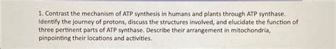 Solved Contrast The Mechanism Of ATP Synthesis In Humans Chegg Com