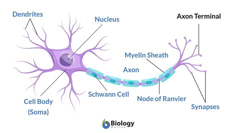 Axon terminal - Definition and Examples - Biology Online Dictionary