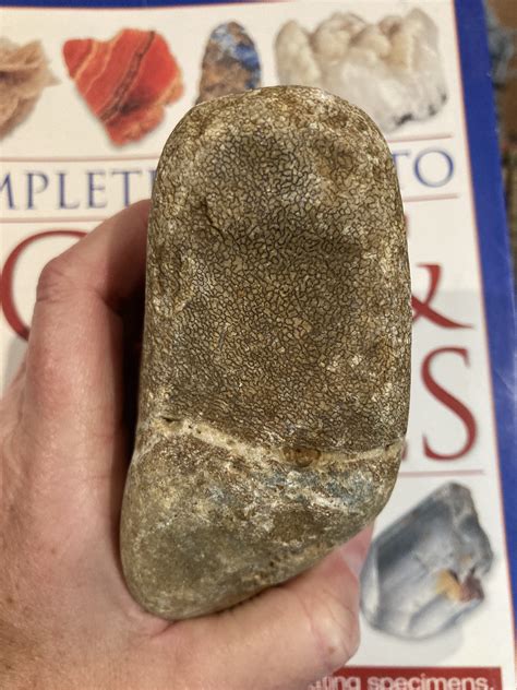 Another Fossilized Bone Fragment Fossil Id The Fossil Forum