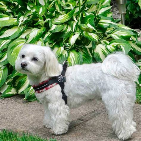 Купити Шлея Mesh Camouflage мяка сітчаста Tre Ponti 💪 по кращій ціні