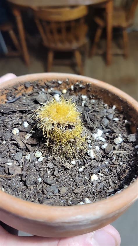 Can You Identify This Cacti Rcacti