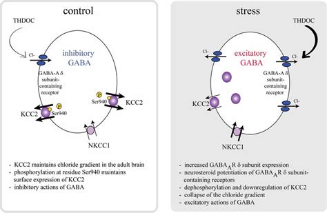 A Model Of Hpa Axis Regulation The Activity Of The Hpa Axis Is Download Scientific Diagram