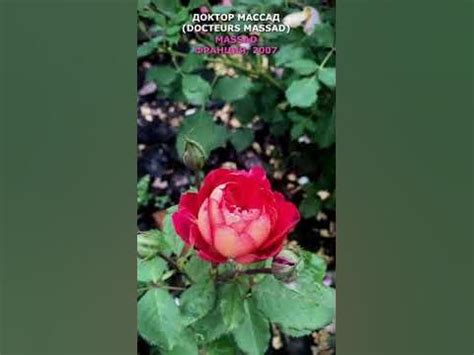 Роза Доктор Массад в моем саду 11.08.21.Docteus Massad Rose in my ...