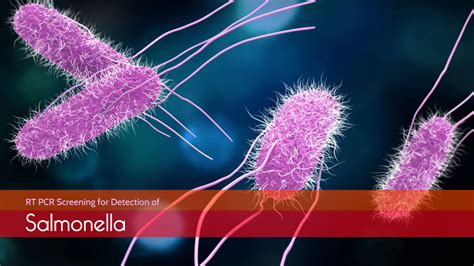 Rt Pcr Screening For Detection Of Salmonella