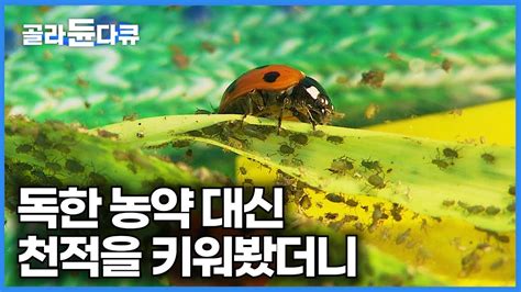 먹고 먹히는 생태계의 천적 먹이사슬 다큐│농장 한편에서 무당벌레를 대량 사육하는 이유│천적 농법 시스템│걸작다큐 천적곤충│다큐프라임│골라듄다큐 Youtube