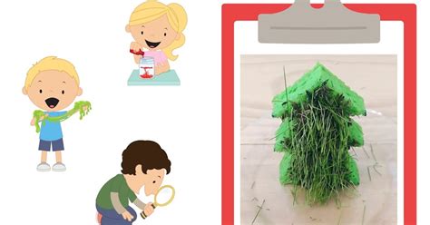 Simple Science Grow A Tree First Grade Buddies