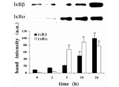 Iκbα And Iκbβ Accumulation In Cultured Trophoblasts The Amount Of