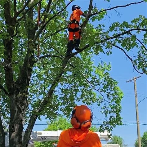 Tree Pruning Cabling Bracing GFLI