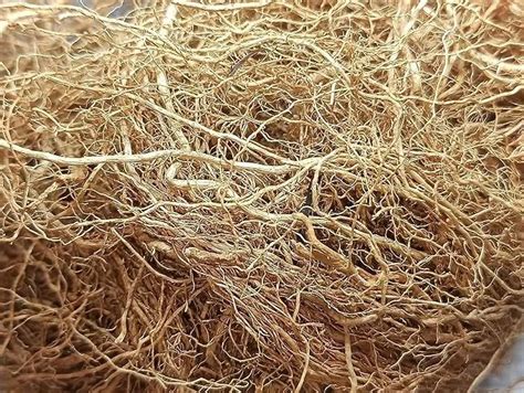 Fresh Vettiver Cuscus Grass Root Herbal Dried Vetiver Root 1 Kg At
