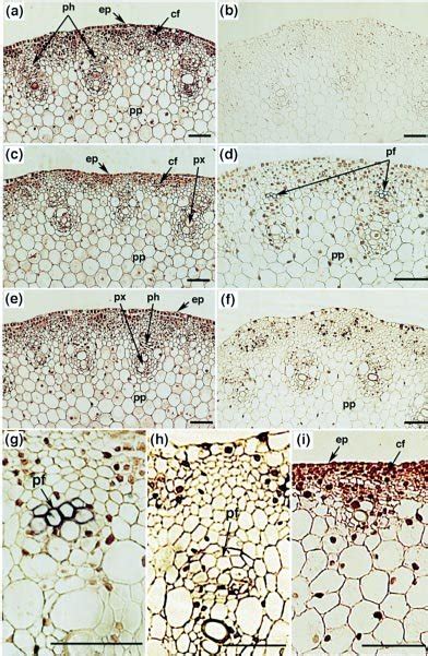 Cam Mrna Localization In Stem Cross Sections Cross Sections Through