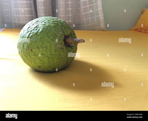 Breadfruit Isolated And Ready For Consumption Fruit Of The Bread Tree Artocarpus Altilis Stock