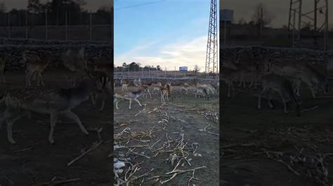 ловна дружина Чакаларово Youtube