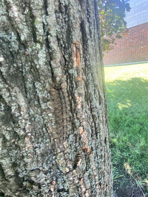 Bug Log 8 Tree Tree Trunk Plants