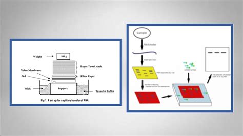 Restriction Digest Protocol Principle Result Biology Notes Online