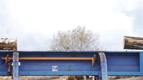Automated Log Sorting Line Wheel Loader And Automatic Sorting Logs