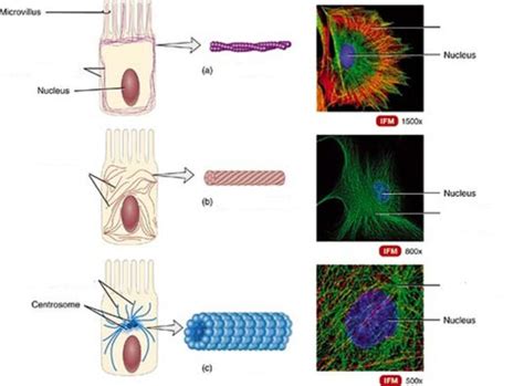 Bootcamp Biology Ch 2 Cytoskeleton Extracellular Matrix Flashcards Quizlet