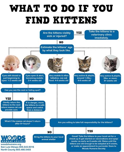 Kitten Teeth Age Chart