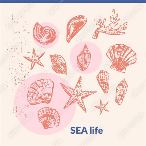 Hand Drawn Seashell Sketch Set 이미지 1573941135 일러스트 무료 일러스트 아이콘 무료 아이콘 게티이미지뱅크