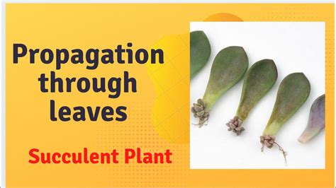 Propagation Through Leaves Kalanchoe Propagation Succulent Plant