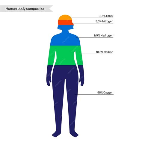 Diagrama Infográfico De Composição Do Corpo Humano Em Silhueta
