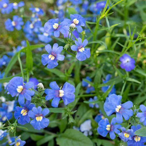 Blue Nemesia Flower Seeds Heirloom Non Gmo Annual Blooms For Colorful