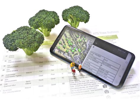 Tree Condition Report At2 Tree Surveys