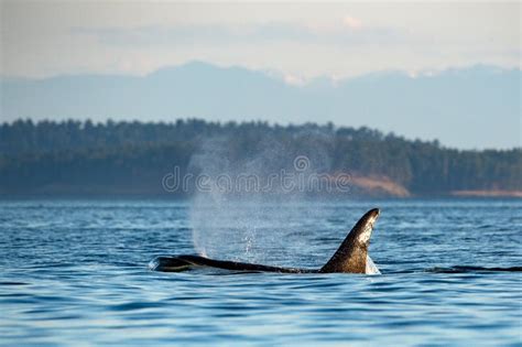 Transient Orca Whale Or Killer Whale On The Water Surface In Orcinus Orca Vancouver Island