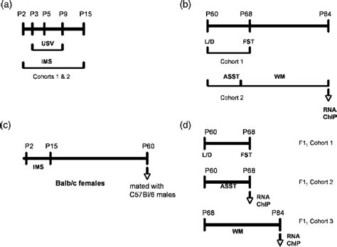 Experimental Groups And Timeline A Balb C C57bl 6 And F1 Hybrid Download Scientific Diagram