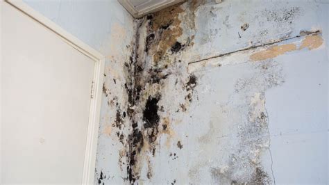 Common Places For Mold In Homes Steps To Prevent It
