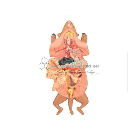 Rat Dissection India Manufacturers Suppliers And Exporters In India Rat Dissection India Manufacturers Suppliers And Exporters In India