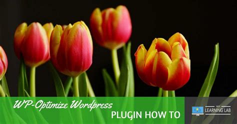 How To Use The Wp Optimize Wordpress Plugin