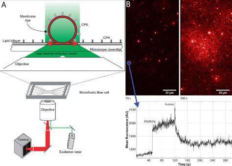 Experimental Setup Of The Single Particle Measurements Using Tirf A A