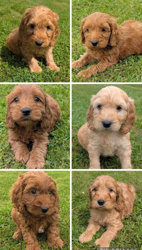 Miniature Cockapoo Puppies For Sale From Licensed Cockapoo Breeders