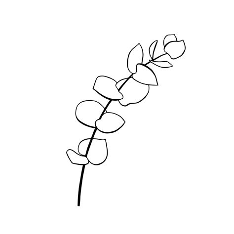 Premium Vector Vector Eucalyptus Branch Hand Drawn In Ink Botanical