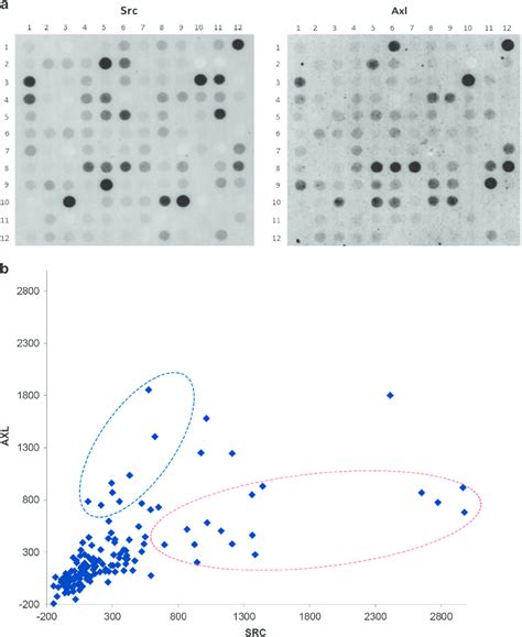 Recombinant Src And Axl Kinase Substrate Specificity Microarrays Were