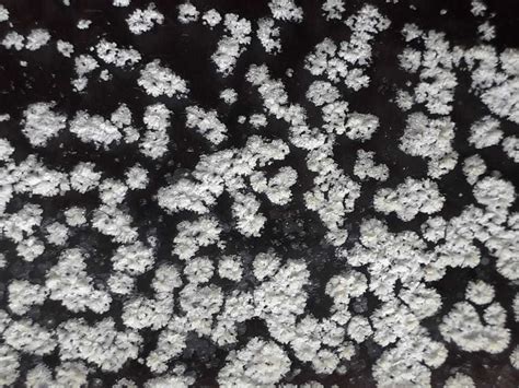 Why Is Paying Someone For Sex Illegal The Pub Shroomery Message Board