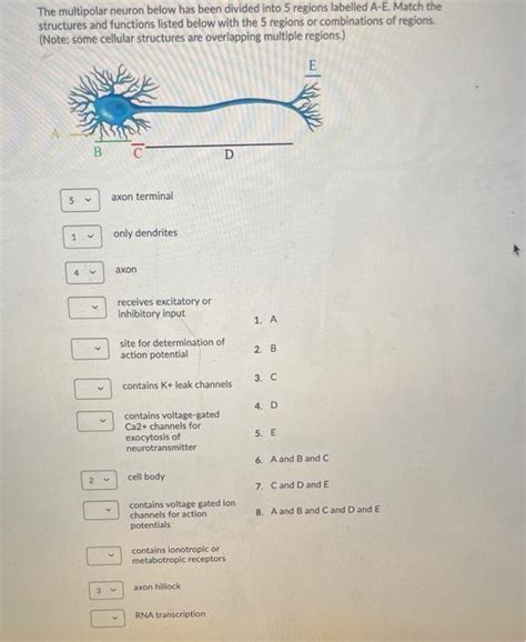 Solved The Multipolar Neuron Below Has Been Divided Into Chegg