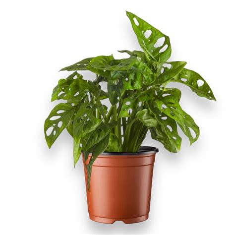 Монстера Обликва Манки Маск | Интернет-магазин Plantor