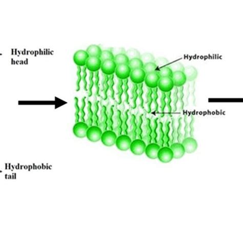Lipid Bilayer Structure A Molecular Composition Of Phospholipid And