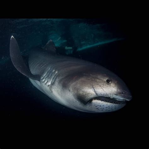 Megamouth Shark Facts Size Habitat Diet