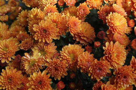 Blomster Orange Blomstre Gratis Foto På Pixabay