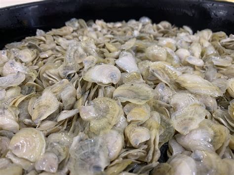 Our Products Vic Shellfish Hatchery